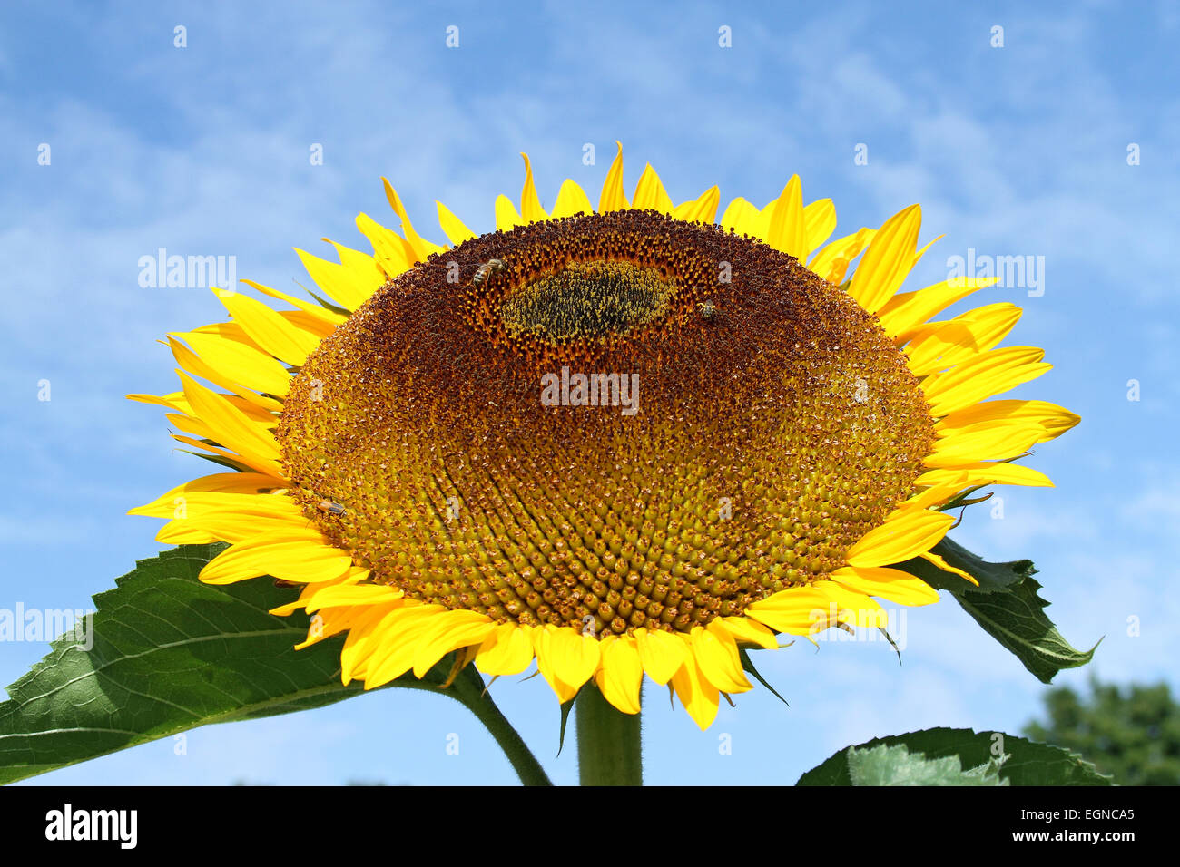 Sunflower flower plant hi-res stock photography and images - Alamy