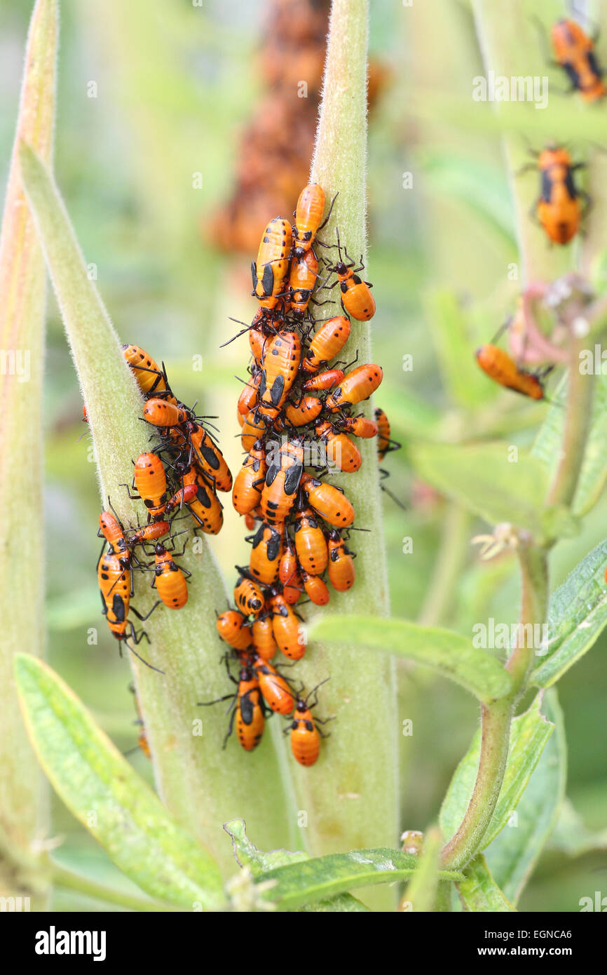 Large milkweed bugs in milkweed Stock Photo - Alamy