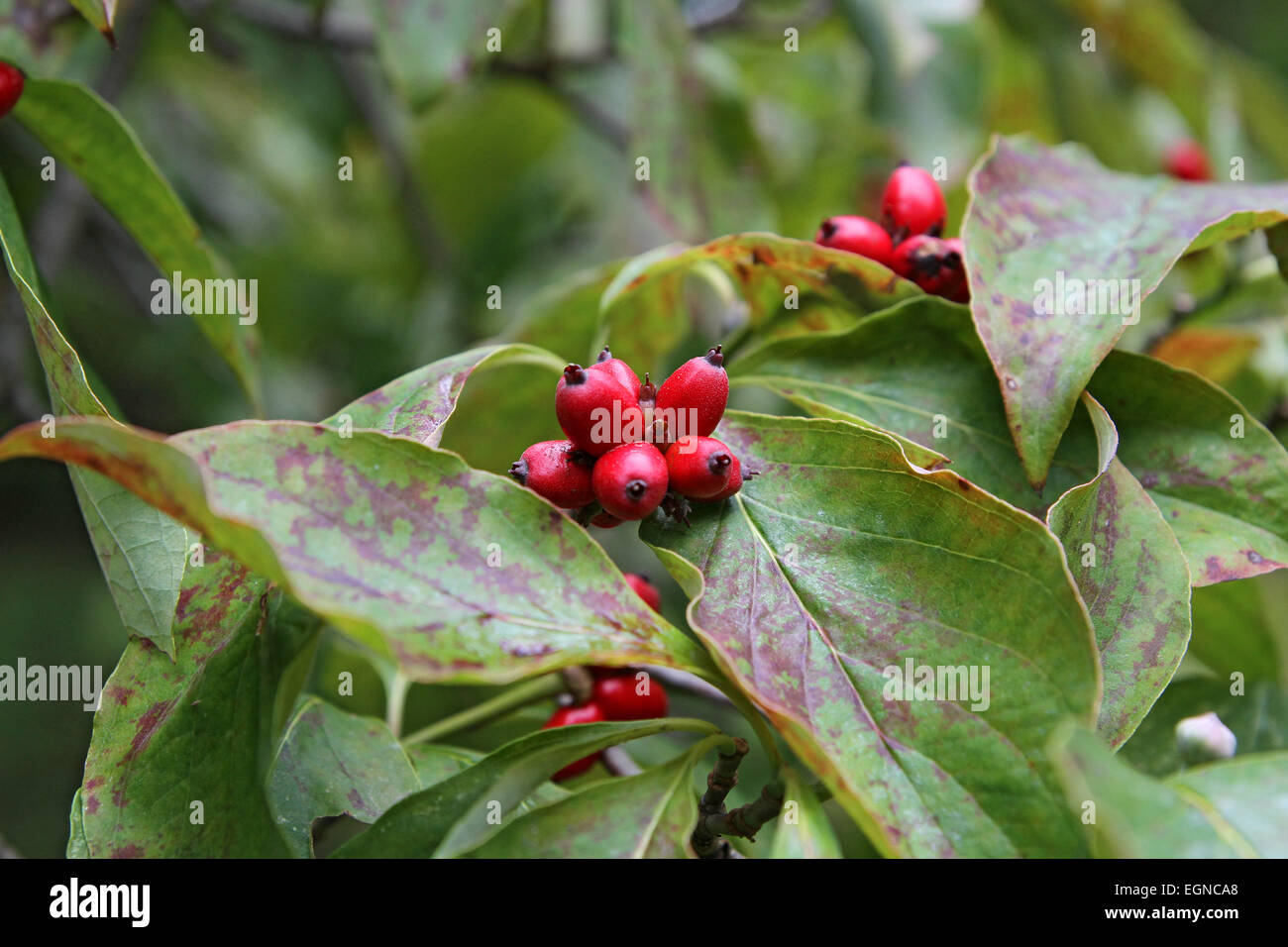 Dogwood berries hi-res stock photography and images - Alamy