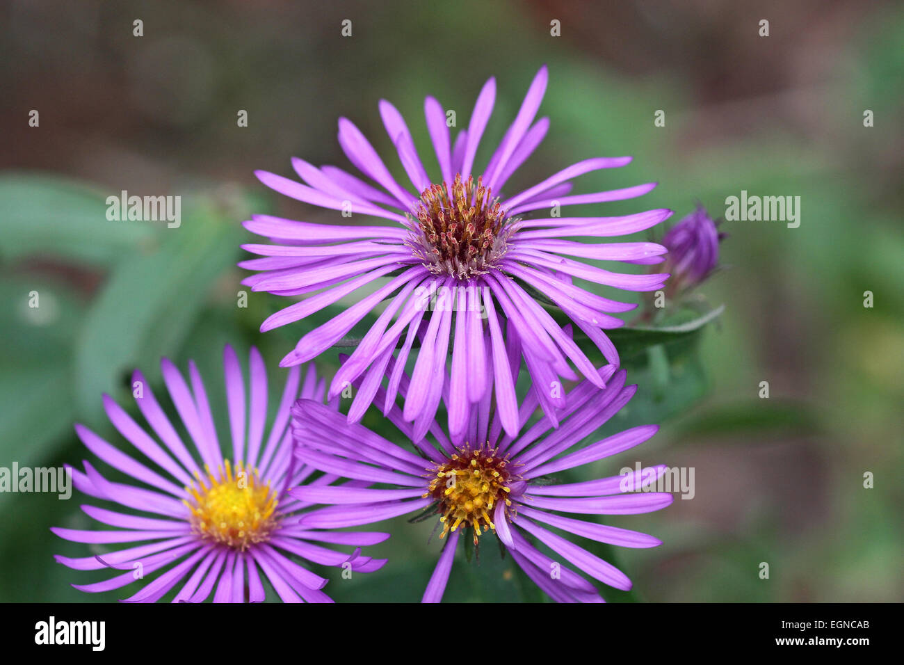 New England aster Stock Photo - Alamy