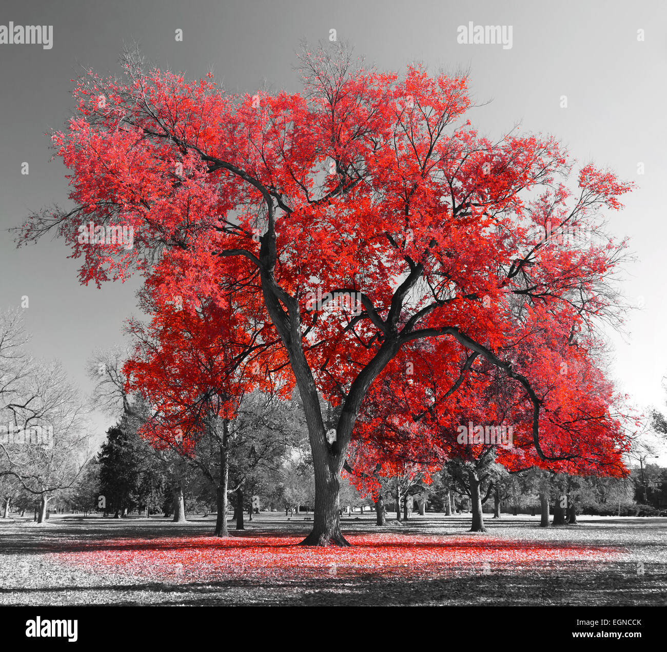 Landscape big tree hi-res stock photography and images - Alamy