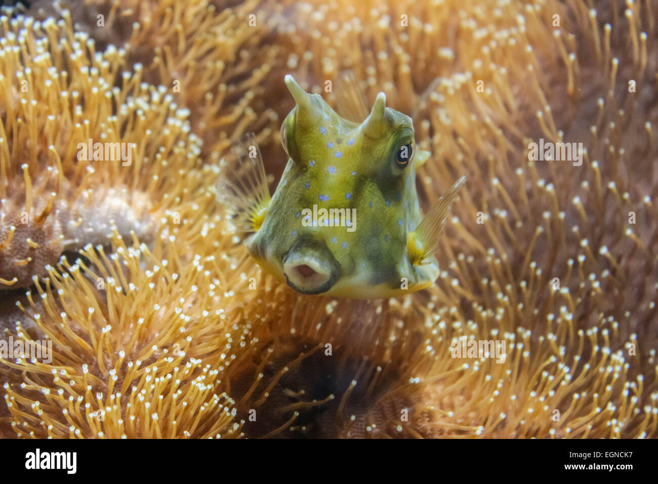 Tropical fish green yellow hi-res stock photography and images - Alamy