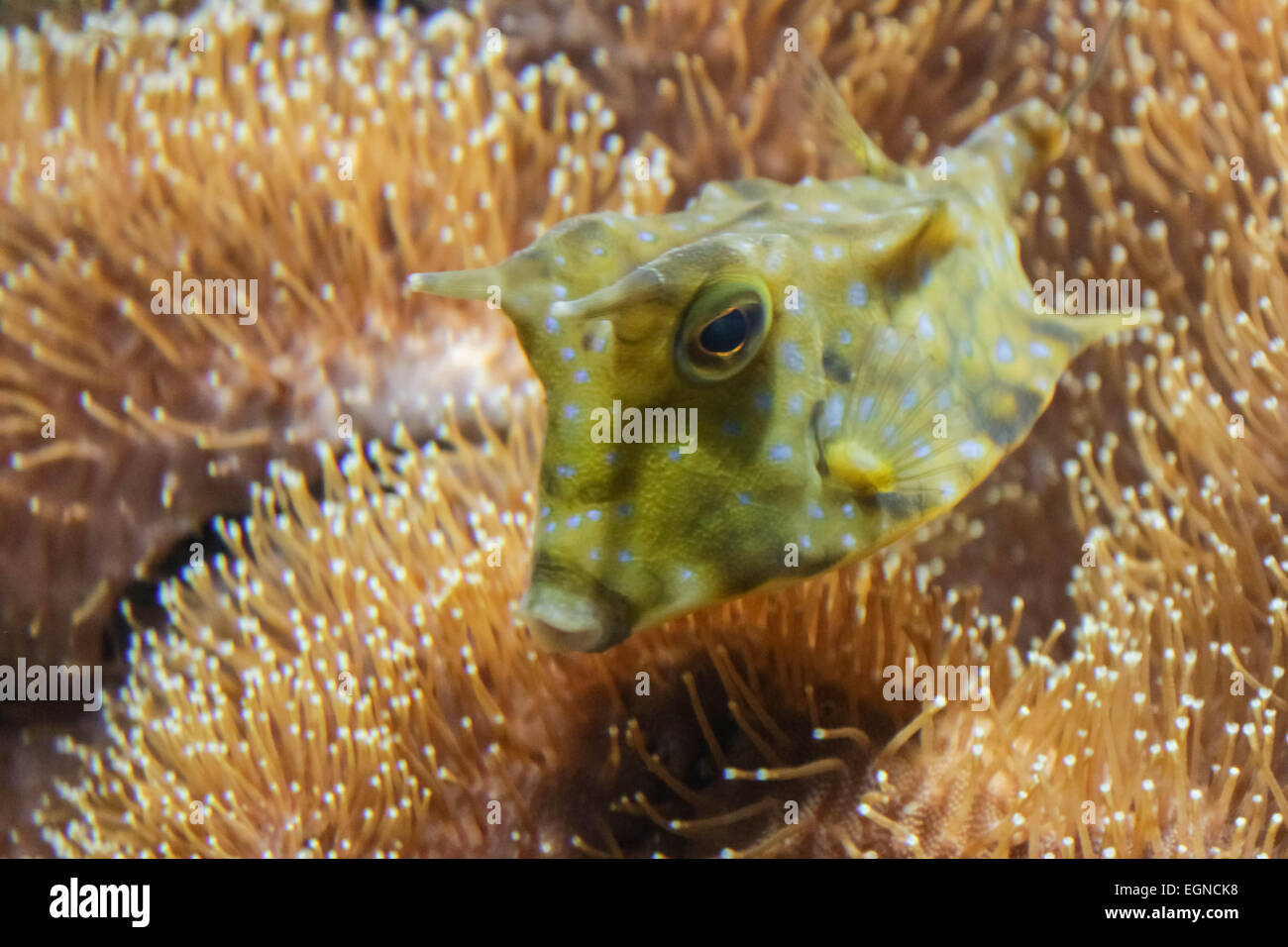 Red and yellow fish hi-res stock photography and images - Alamy