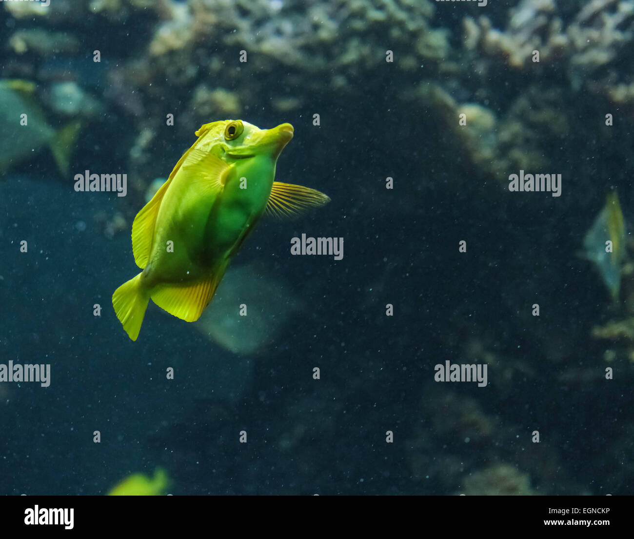 Beautiful yellow tang zebrasoma hi-res stock photography and images - Alamy