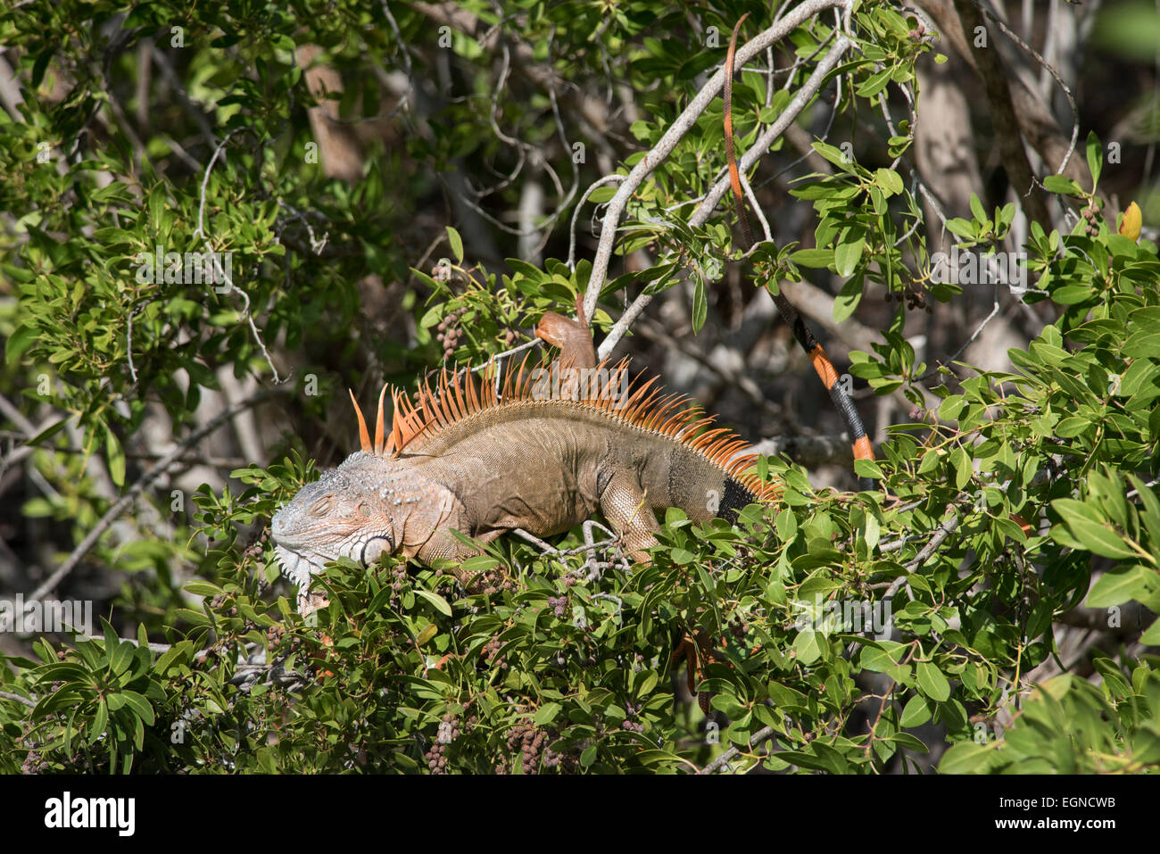A sleeping green iguana perched in a mangrove tree in Key West, Florida ...