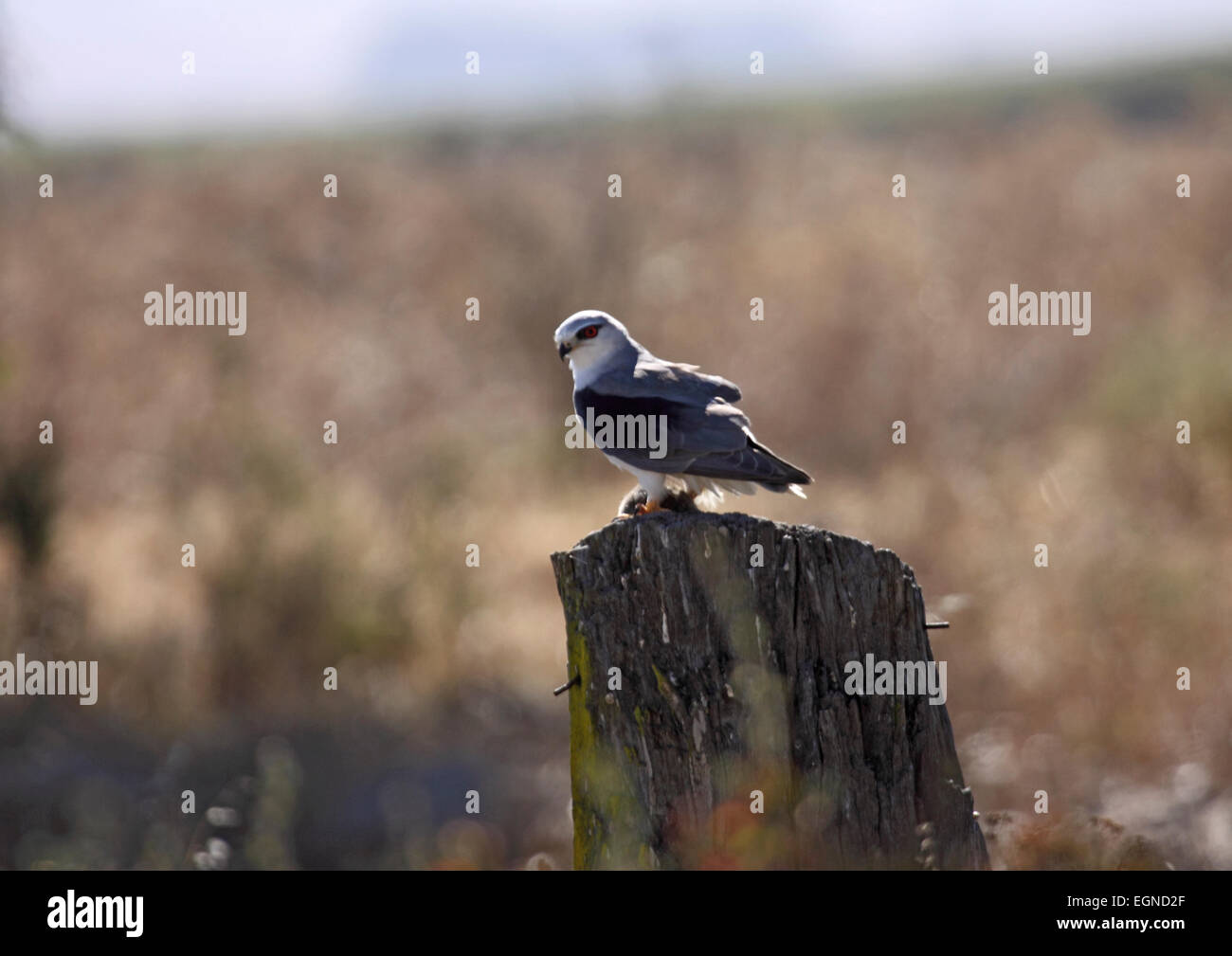 Black shouldered kites hi-res stock photography and images - Alamy