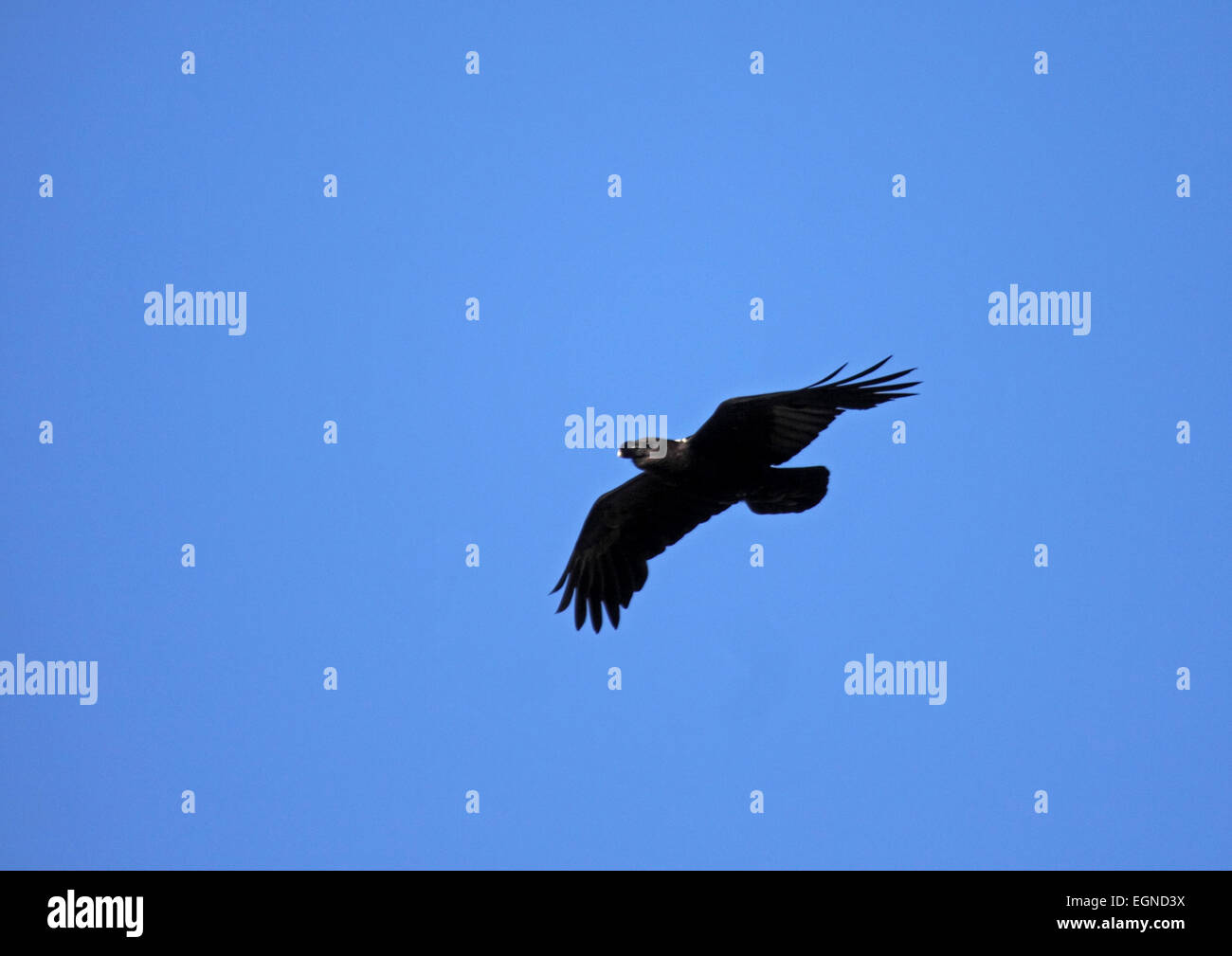 White Necked Ravens High Resolution Stock Photography and Images - Alamy