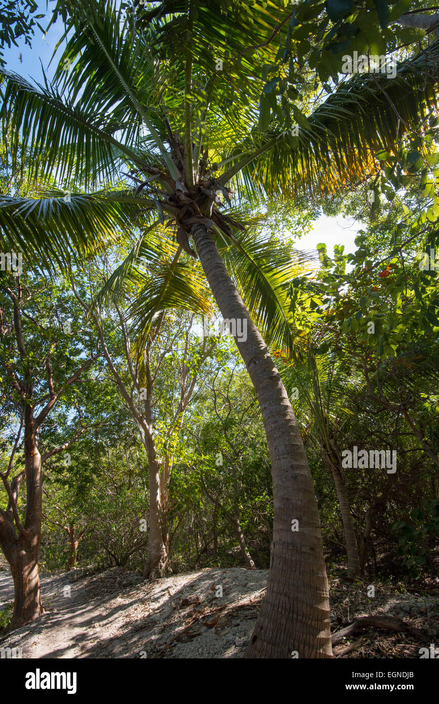 A palm tree lined hiking trail in Key West Stock Photo - Alamy