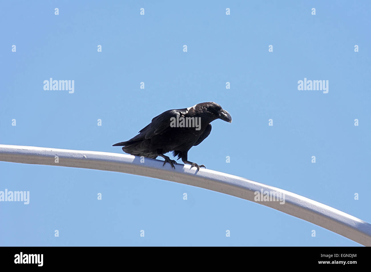 White-necked raven perched on lamp post in South Africa Stock Photo - Alamy