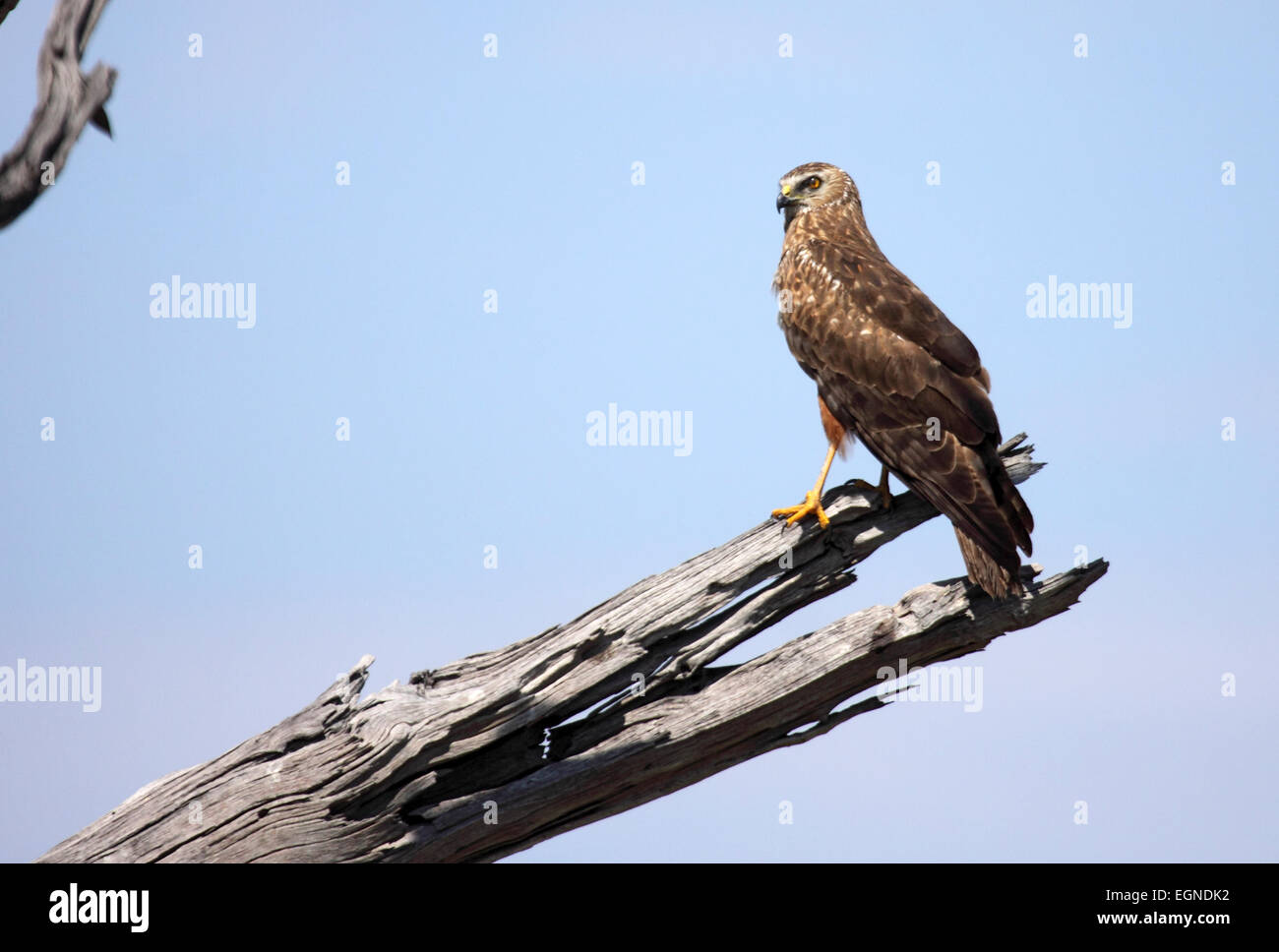 African marsh harrier hi-res stock photography and images - Alamy