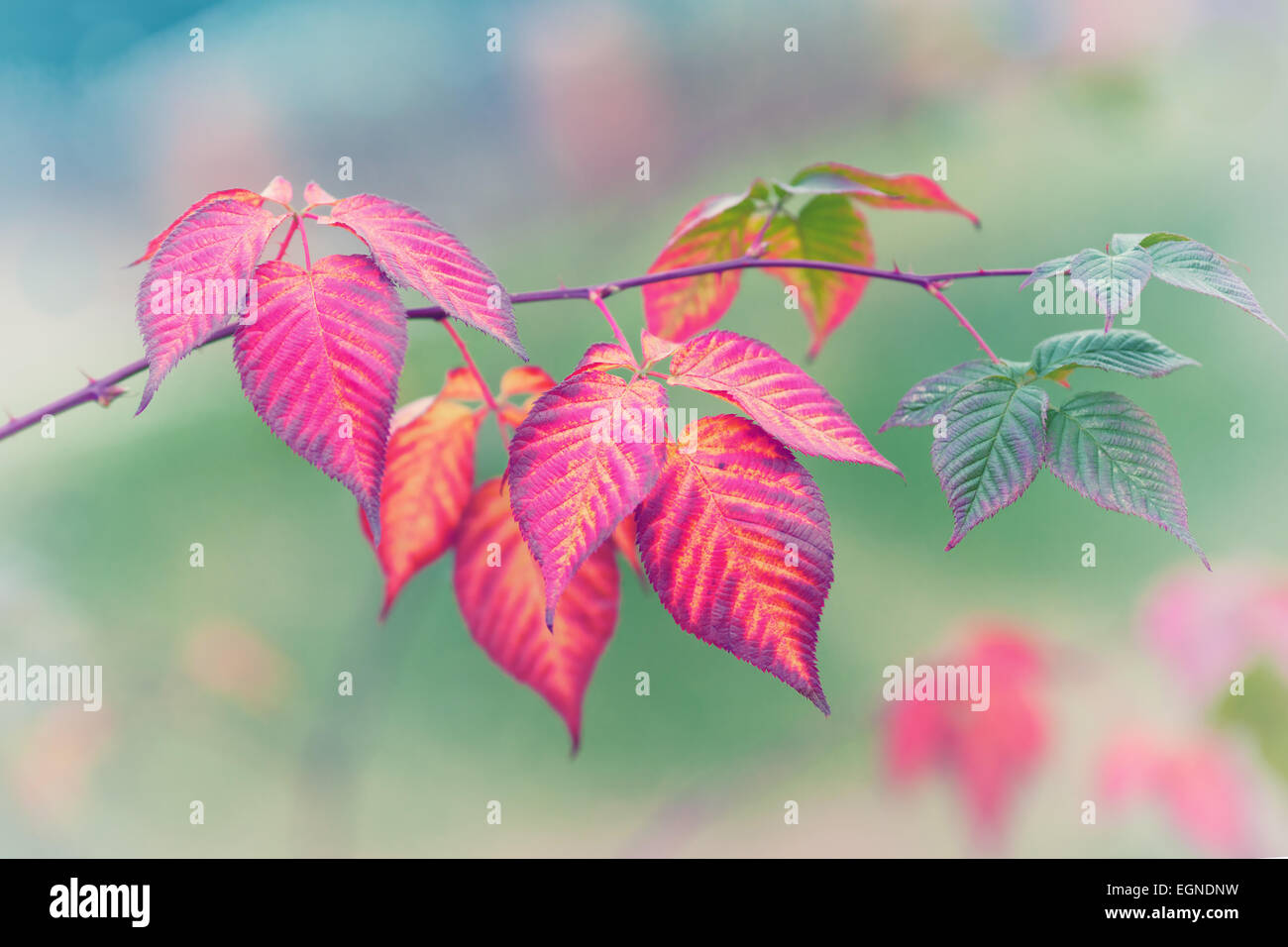 Leaves with branch hi-res stock photography and images - Alamy