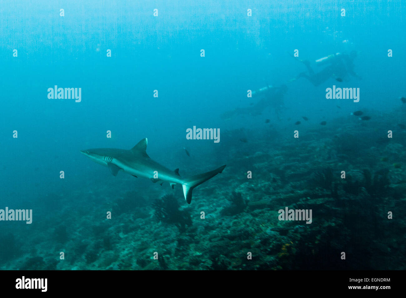 SCUBA divers swimming away from shark looking scared Stock Photo - Alamy