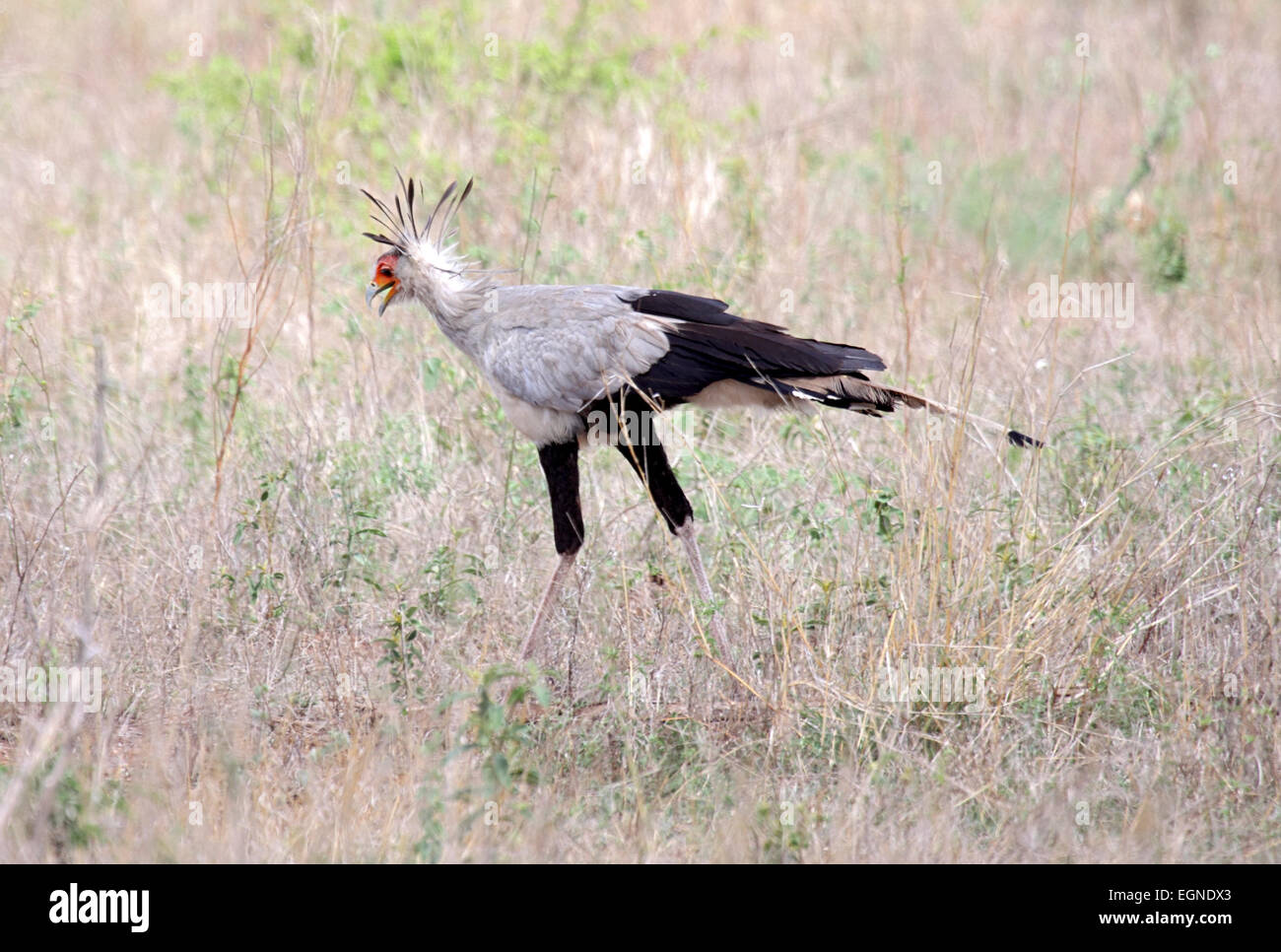 Secretary bird in natural habitat hi-res stock photography and images ...