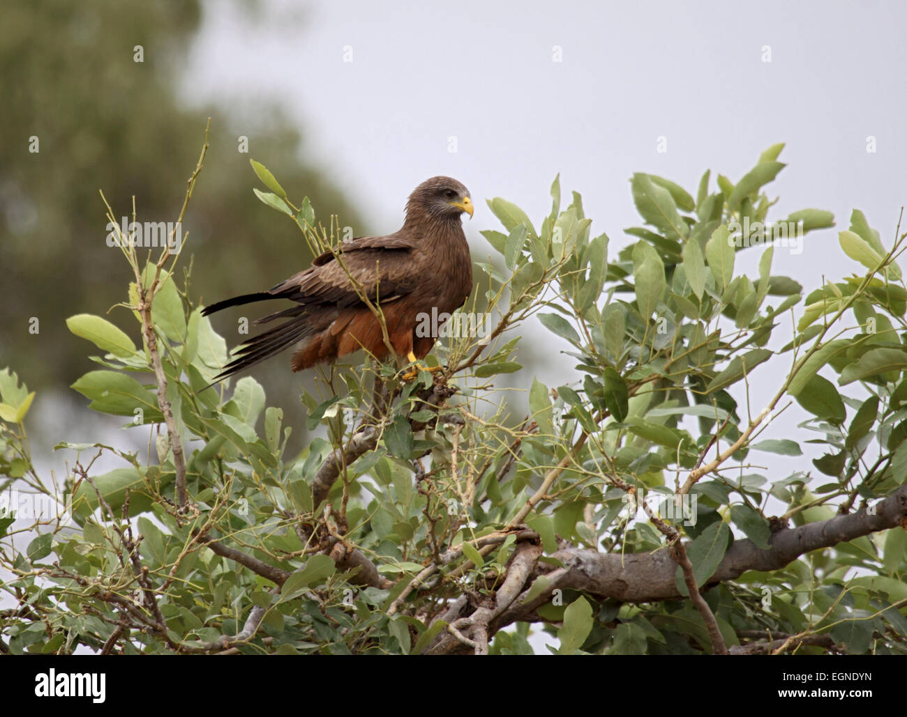 Tawny eagle in treetop where it is breeding in Botswana Stock Photo - Alamy