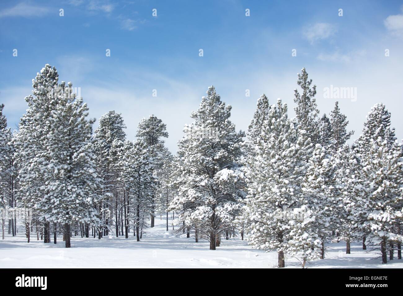 A beautiful forest with a fresh snowfall in Bryce Canyon National Park ...