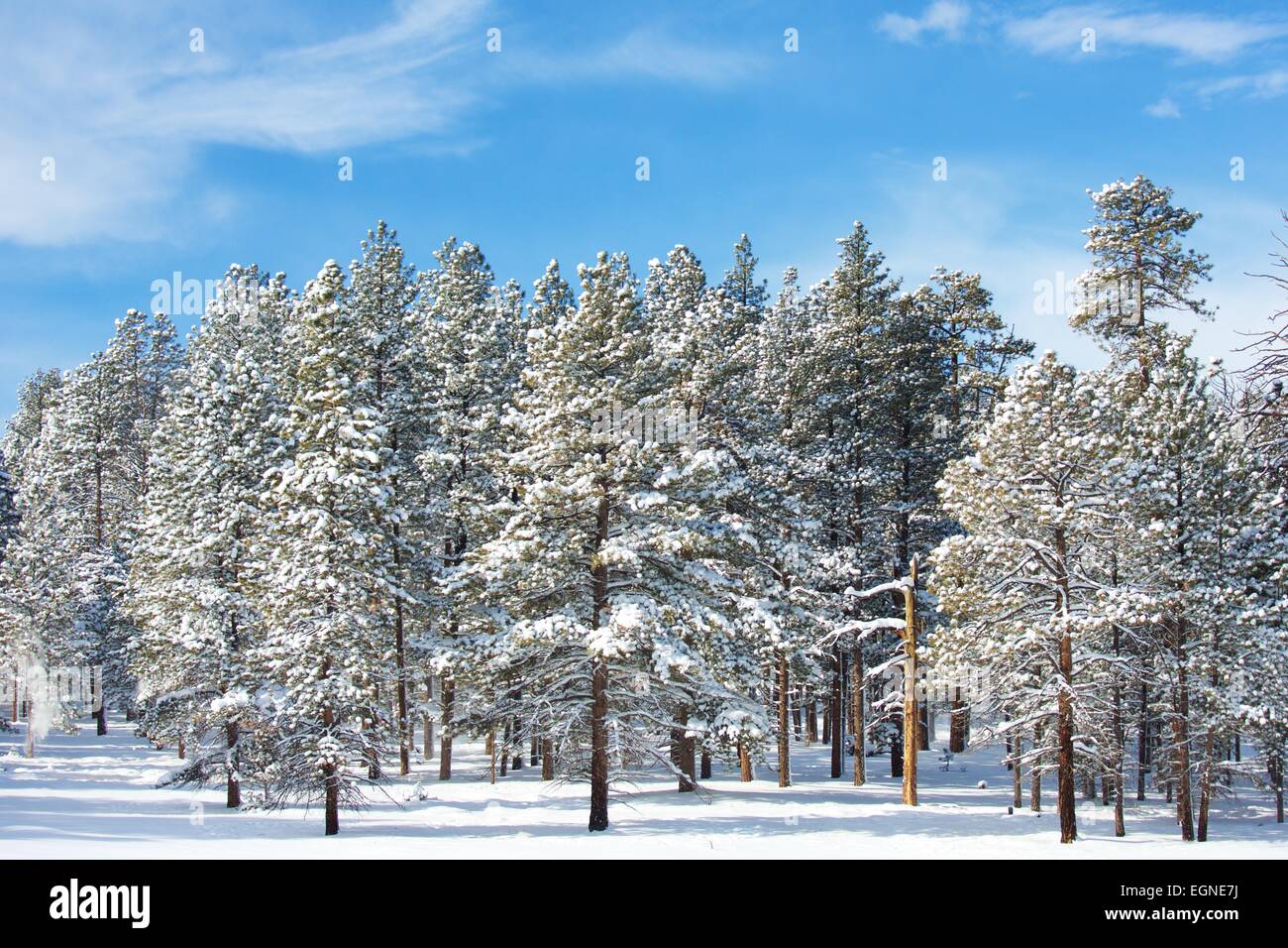 A beautiful forest with a fresh snowfall in Bryce Canyon National Park ...