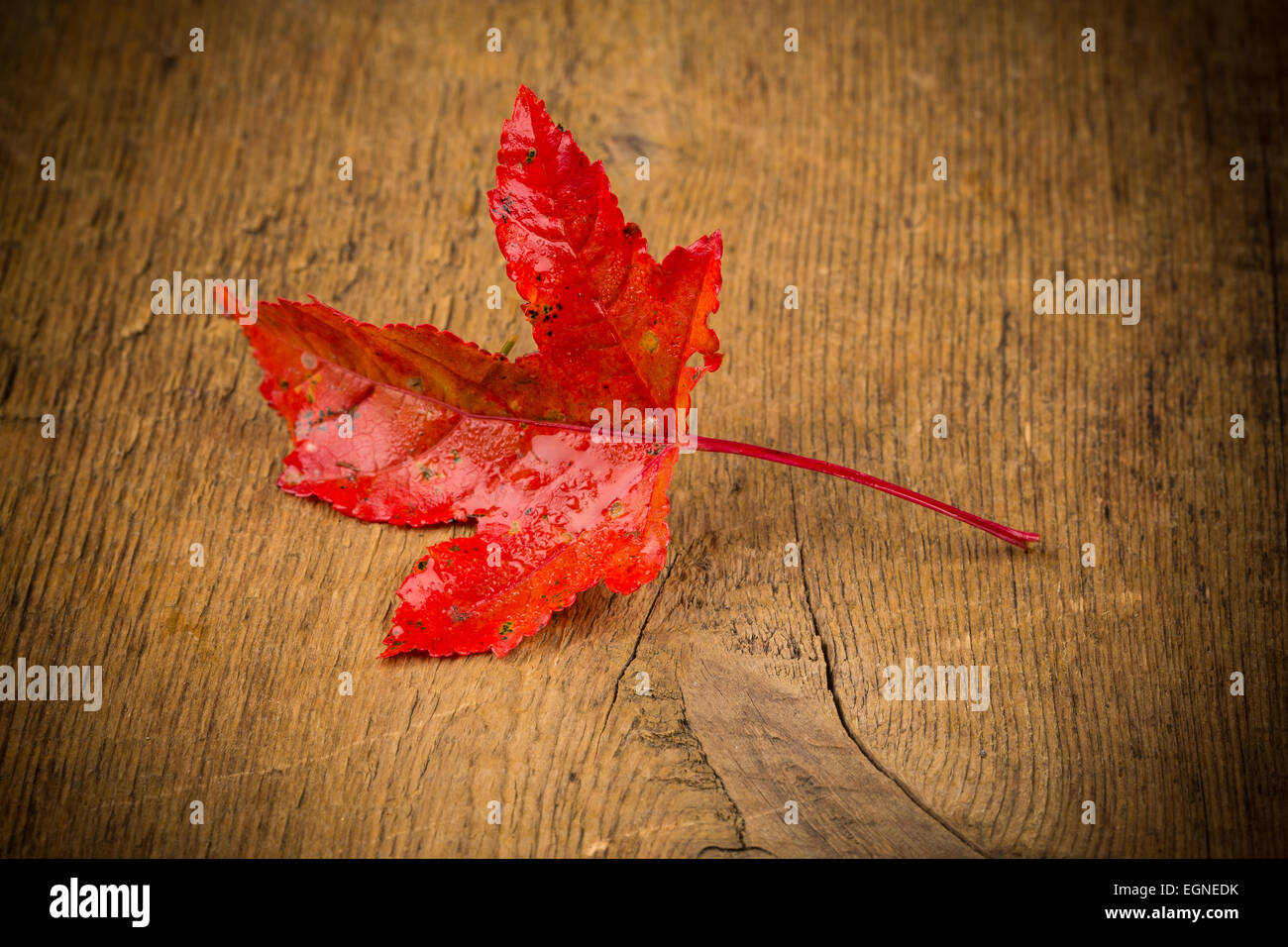 Red Maple Leave on wooden table with water drops Stock Photo - Alamy