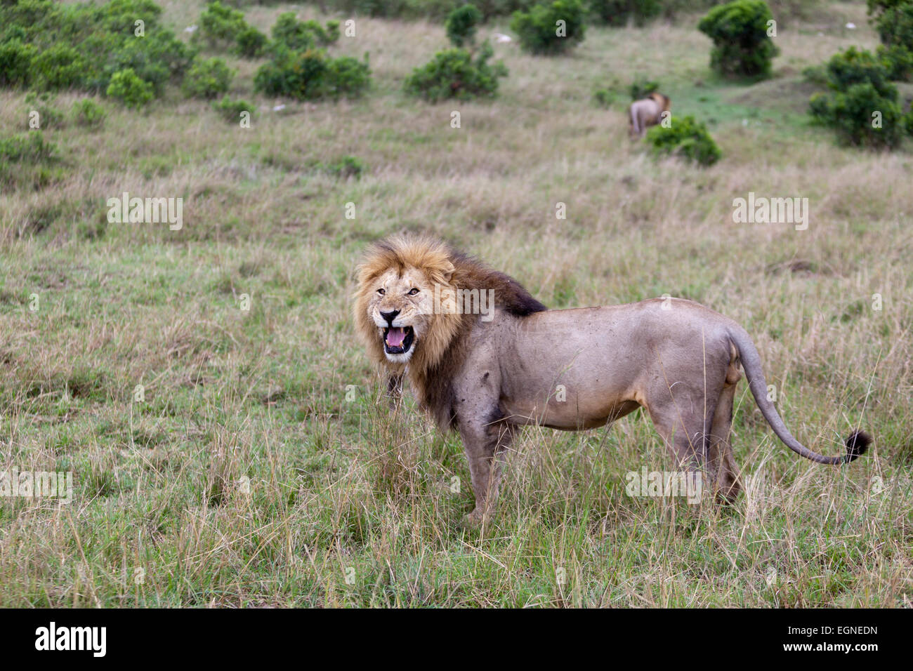 Roaring lion hi-res stock photography and images - Alamy