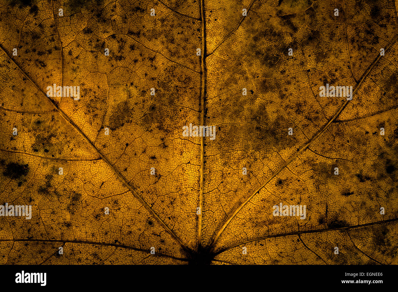 Dark autumn leaf texture a macro shot image Stock Photo - Alamy