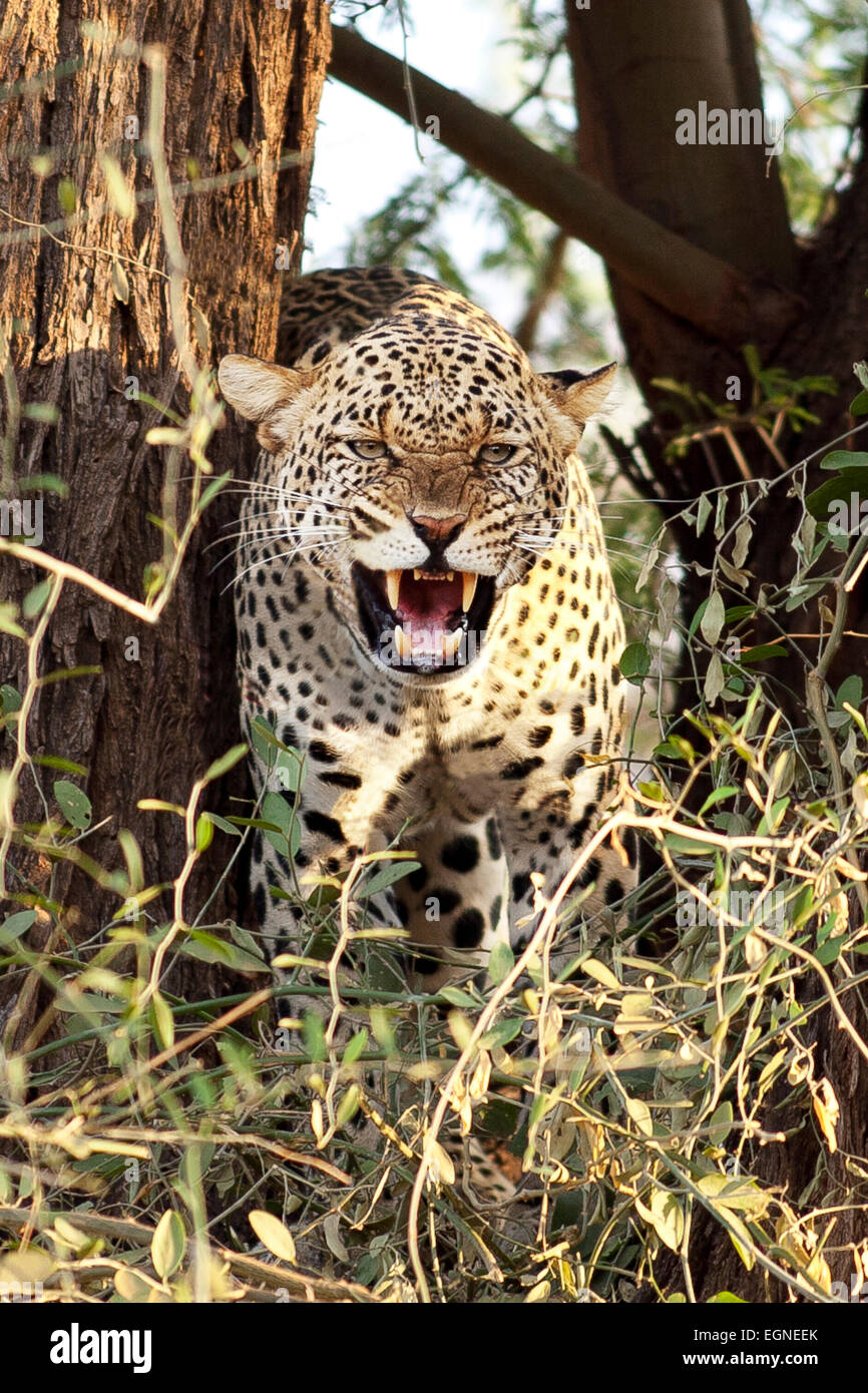 Snarling Leopard High Resolution Stock Photography and Images - Alamy