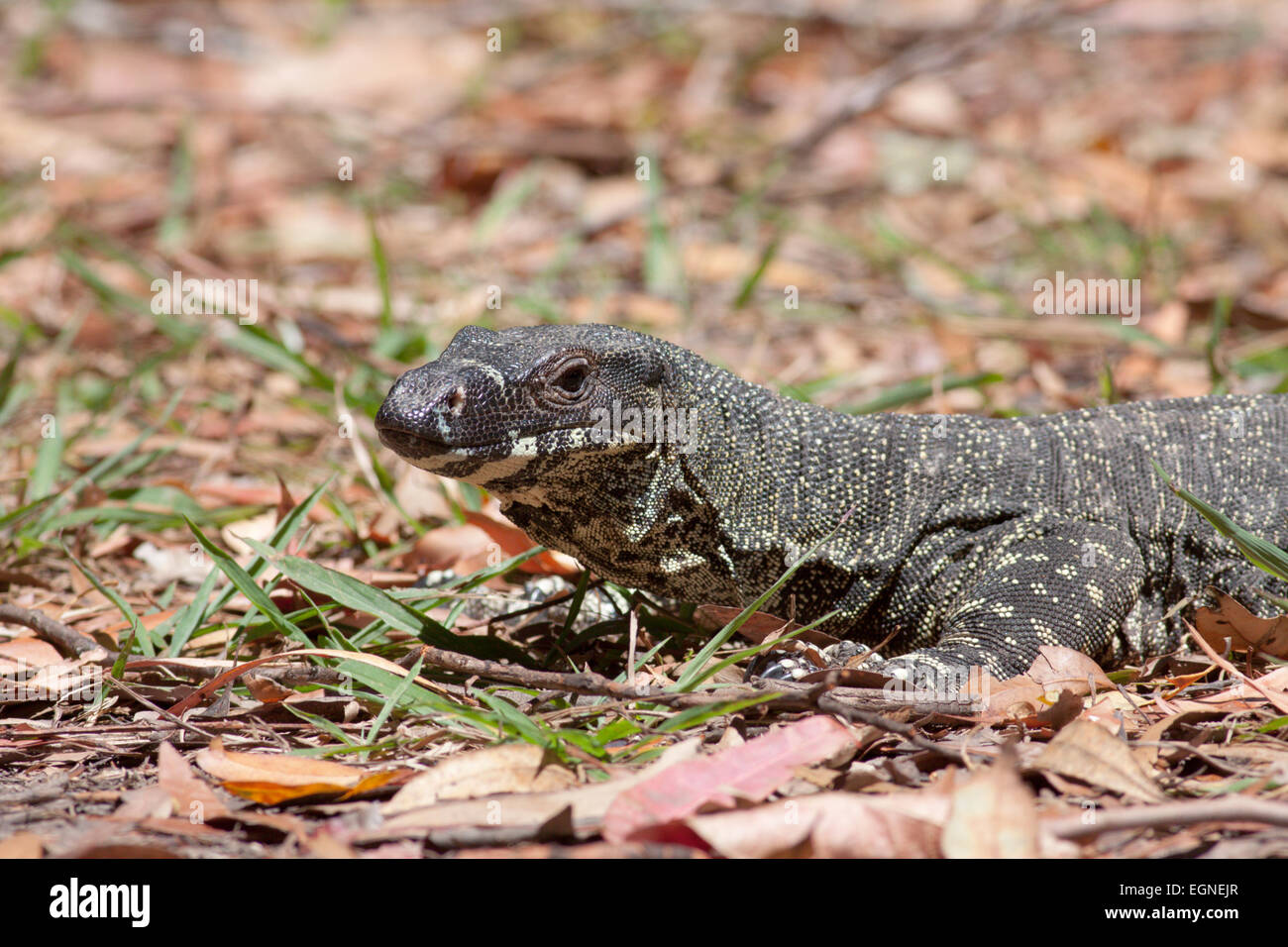 Australian Goanna High Resolution Stock Photography and Images - Alamy
