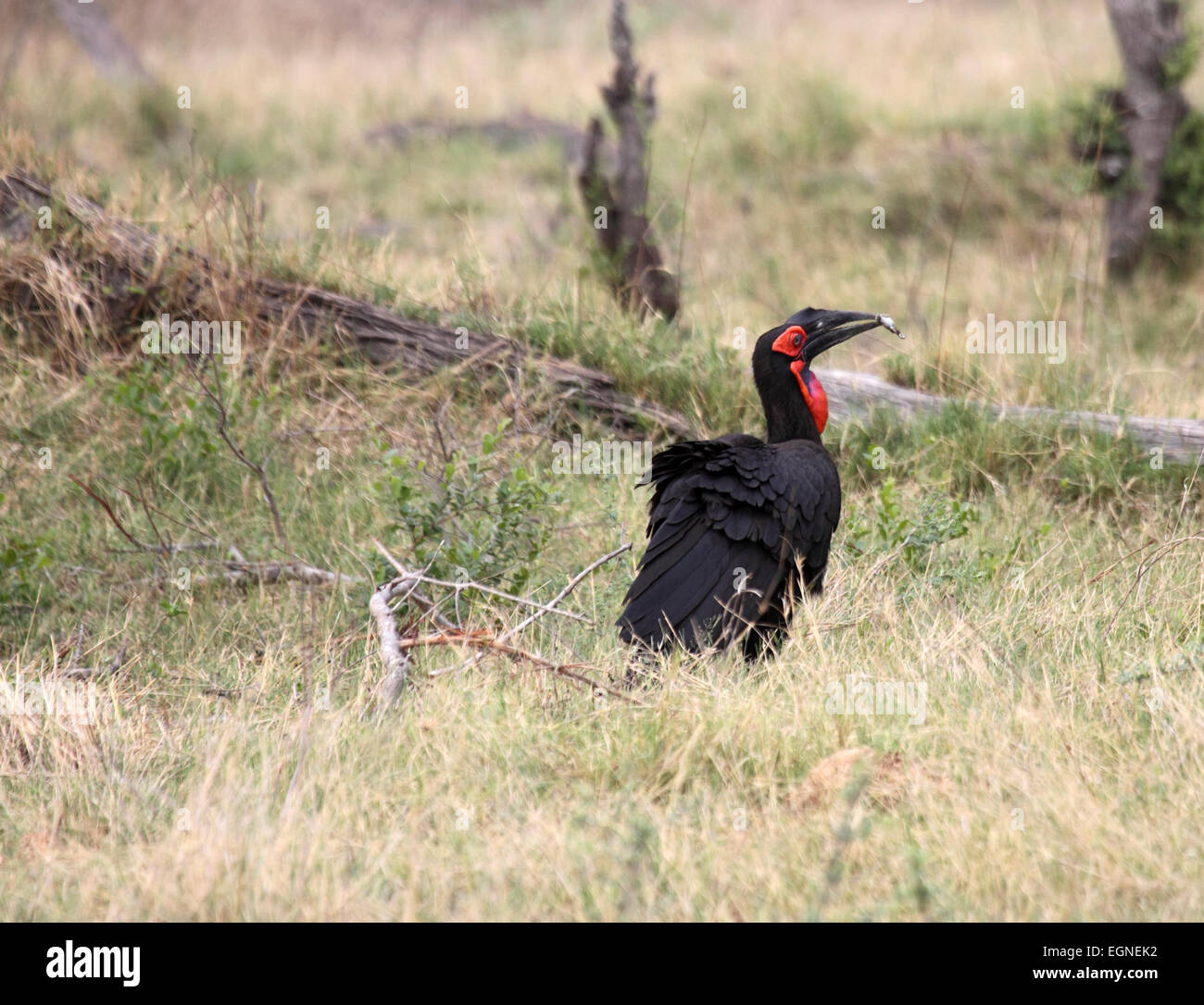 Ground hornbill botswana hi-res stock photography and images - Alamy
