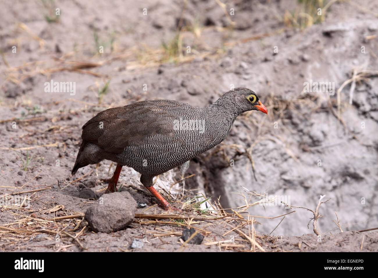 Red-billed spurfowl foraging for food on the ground in Botswana Stock ...