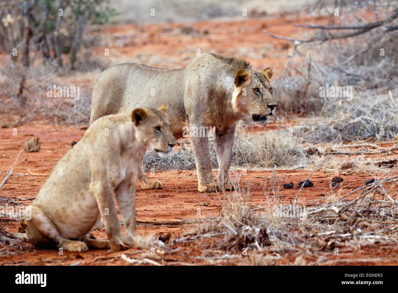 Two lionesses hunting Stock Photo - Alamy