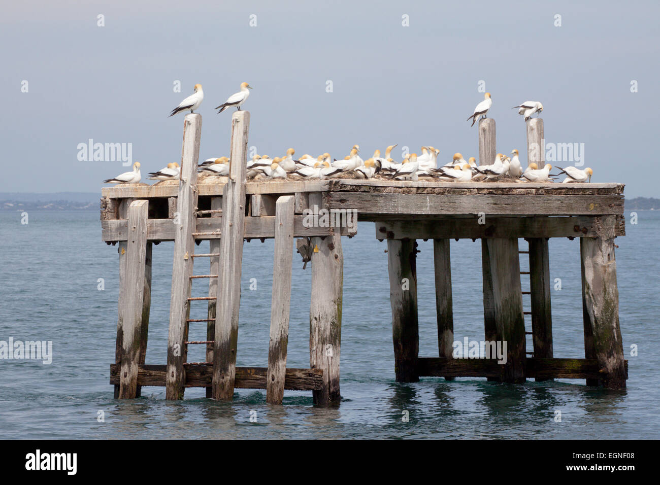 Australasian Gannets (Morus serrator), breeding colony, Pope's Eye ...