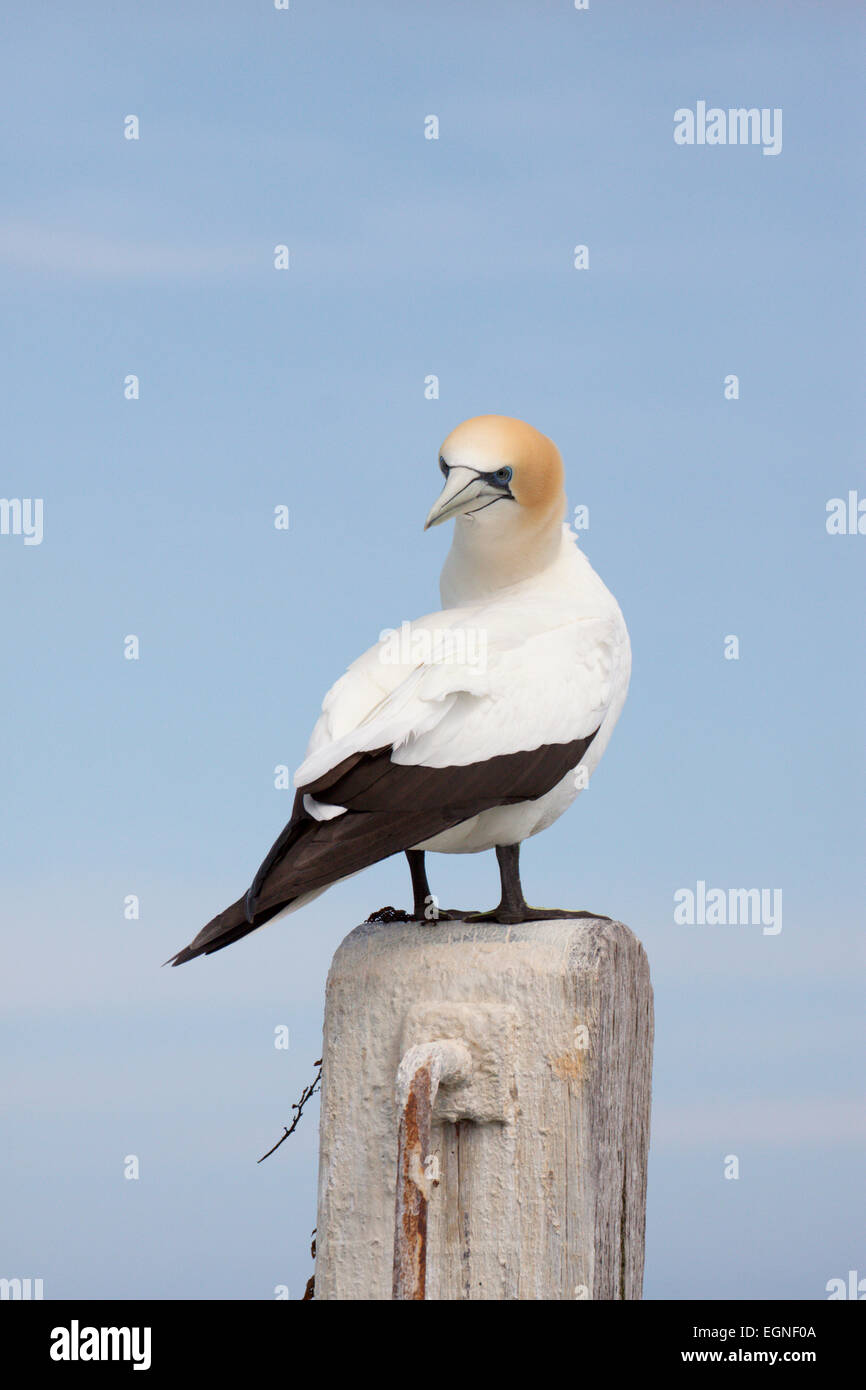 Popes eye port phillip hi-res stock photography and images - Alamy