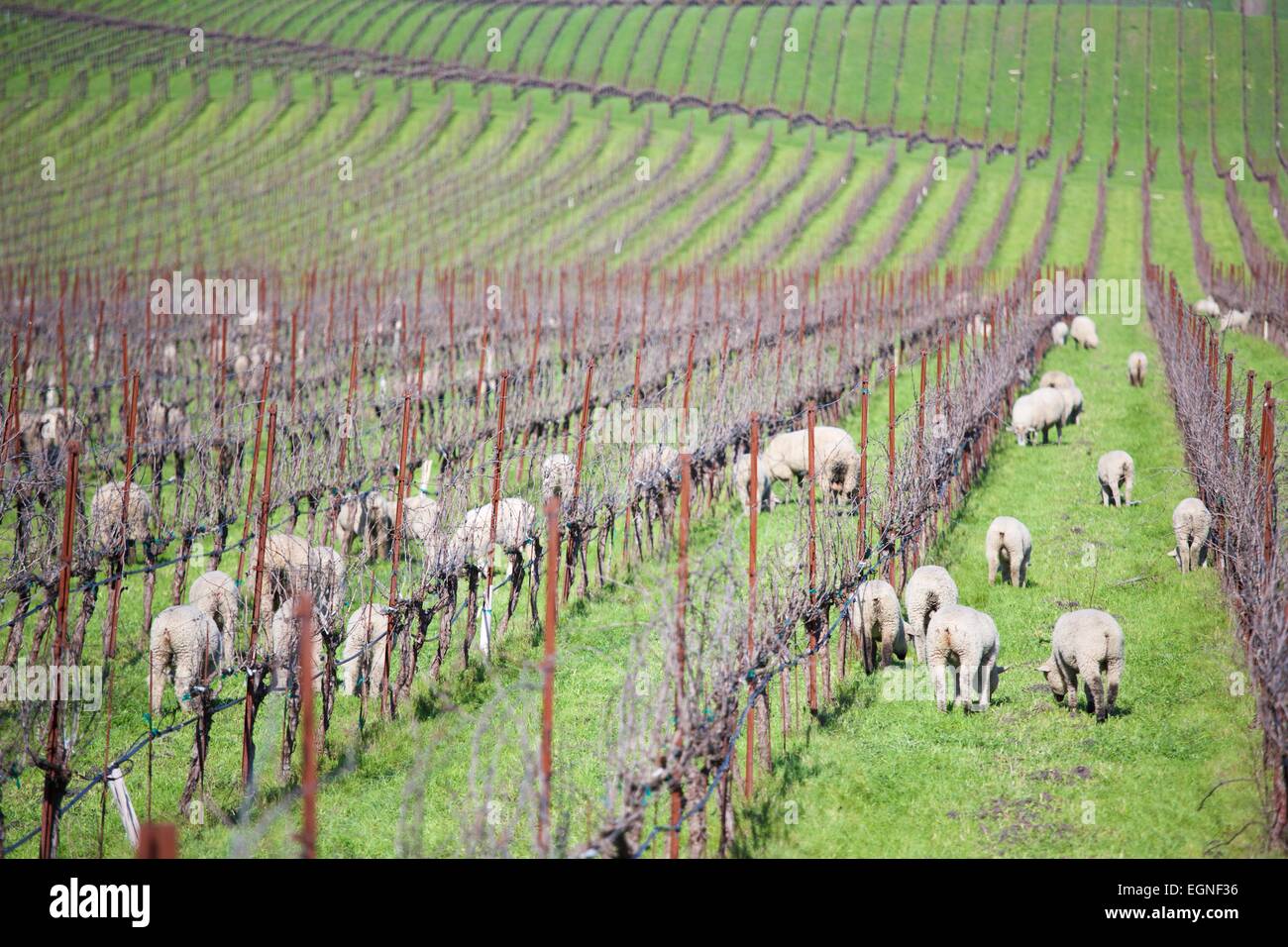 Sheep in the vineyards in Sonoma, Napa Valley, northern California wine ...