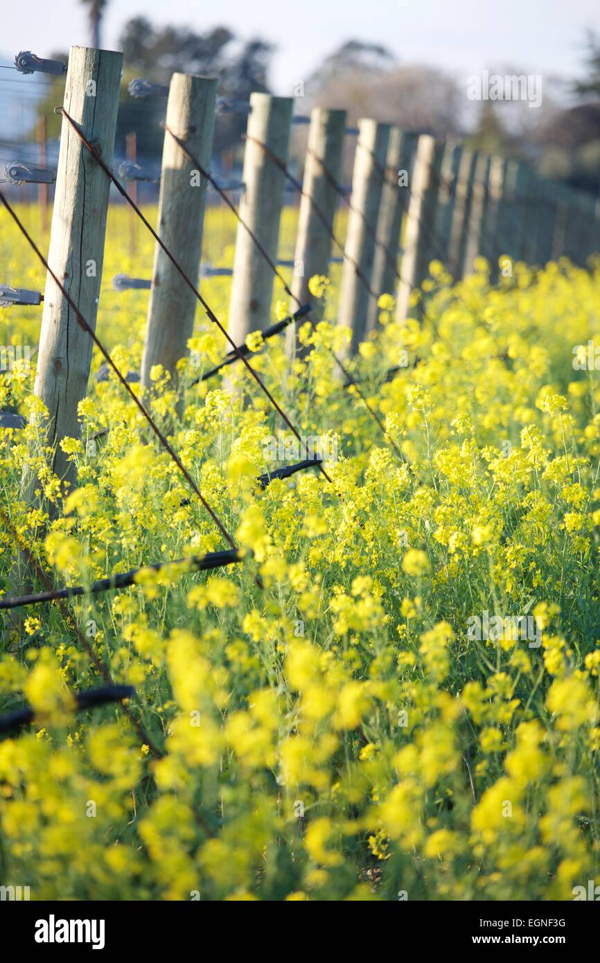 Mustard in full bloom in winter in Northern California wine country in ...