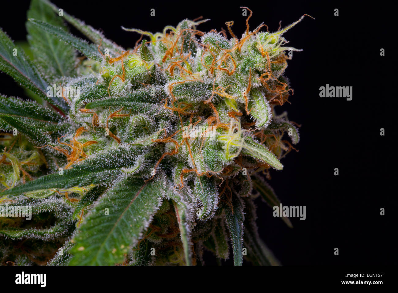 Marijuana hi-res stock photography and images - Alamy
