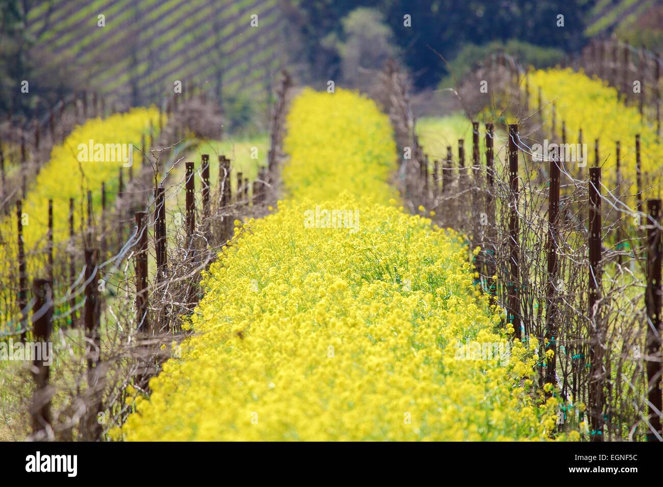 Mustard Flower Vineyard Stock Photos & Mustard Flower Vineyard Stock ...
