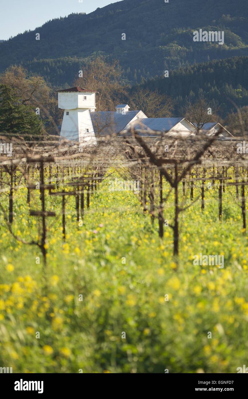 Mustard in full bloom in winter in Northern California wine country in ...
