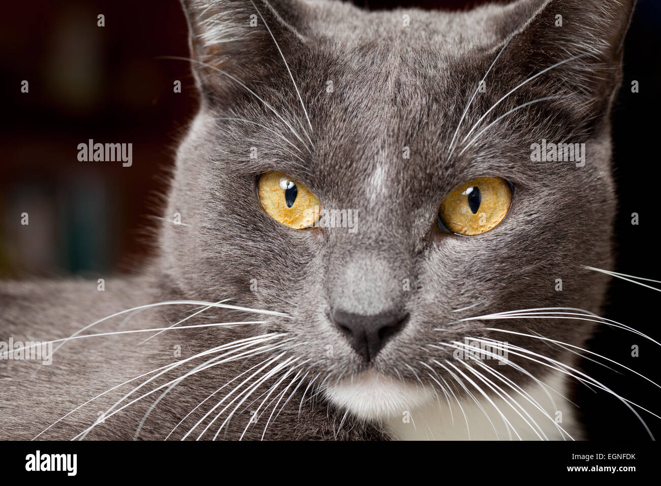 Closeup view of grey house cat Stock Photo - Alamy