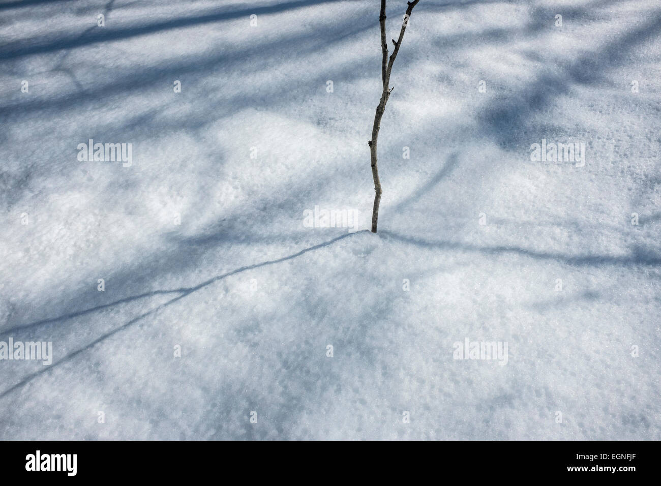 One Small Tree in Snow Stock Photo - Alamy