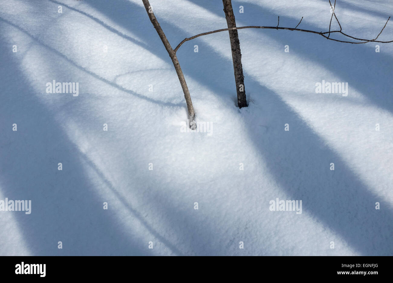 Two Small Trees in Snow Stock Photo - Alamy