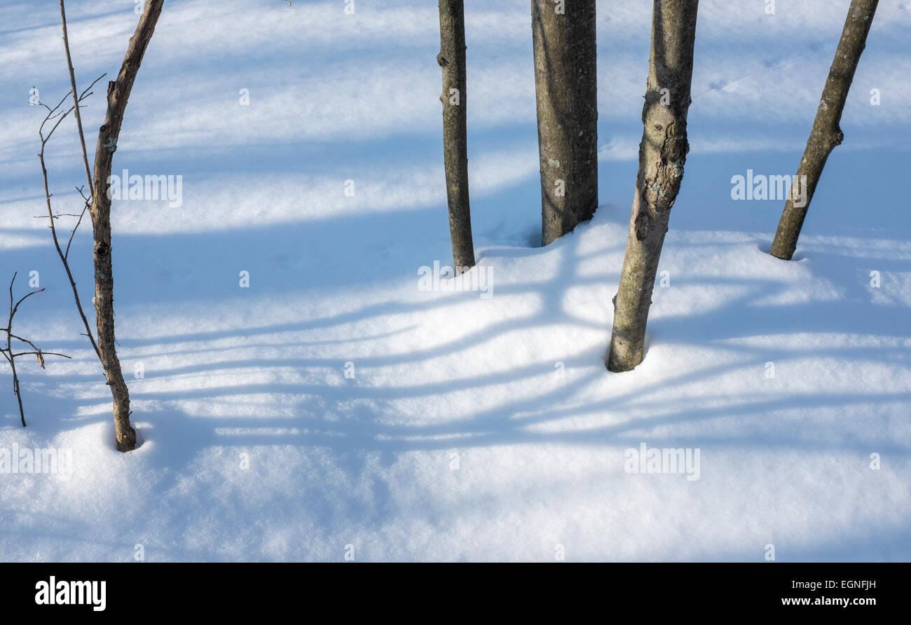 Five Small Trees in Snow Stock Photo - Alamy