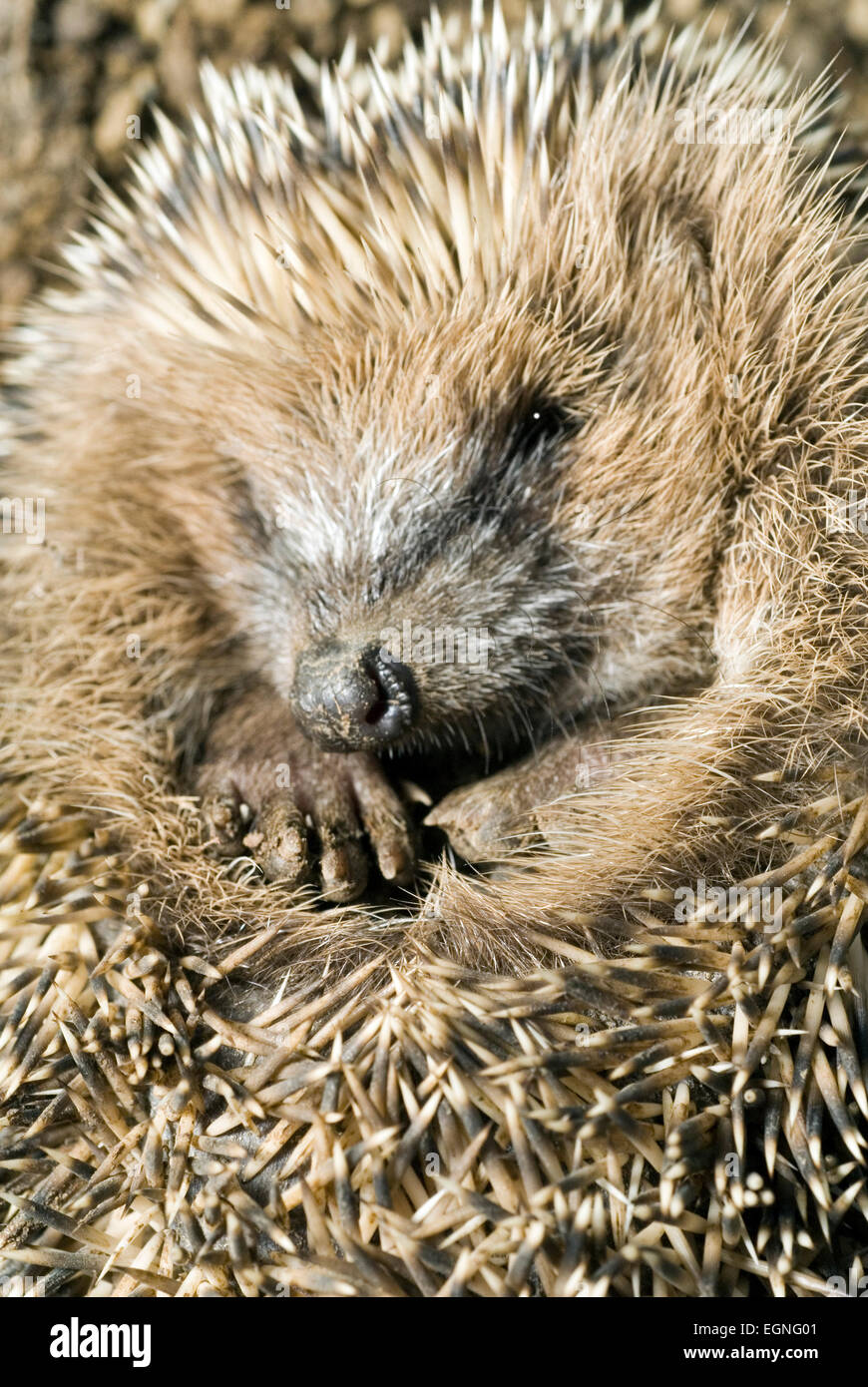Hedgehog rolled into ball hi-res stock photography and images - Alamy