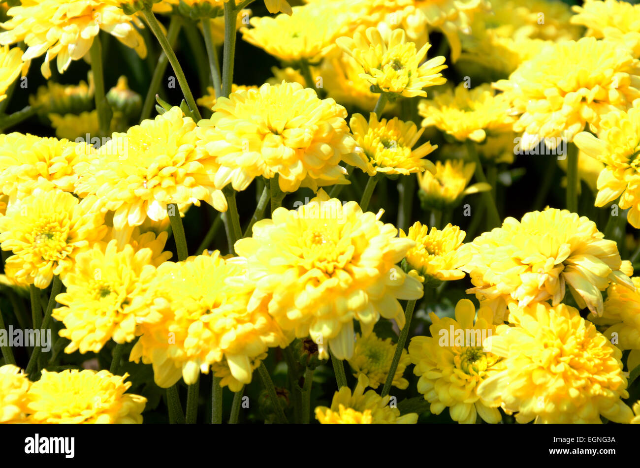 Yellow Flowers in the garden Stock Photo - Alamy