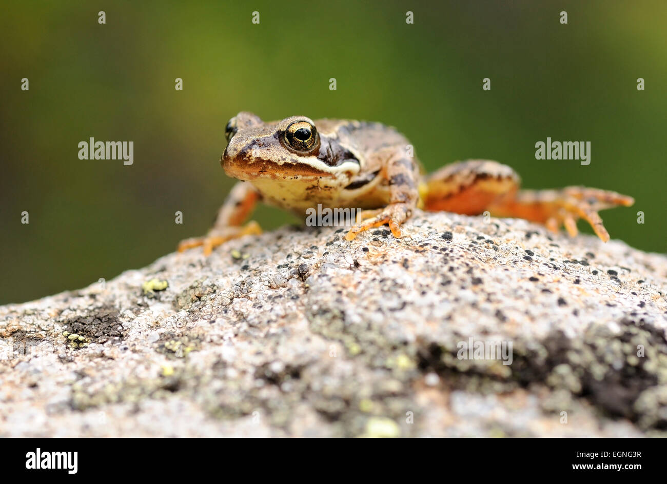 Pyrénées national park frog france hi-res stock photography and images ...