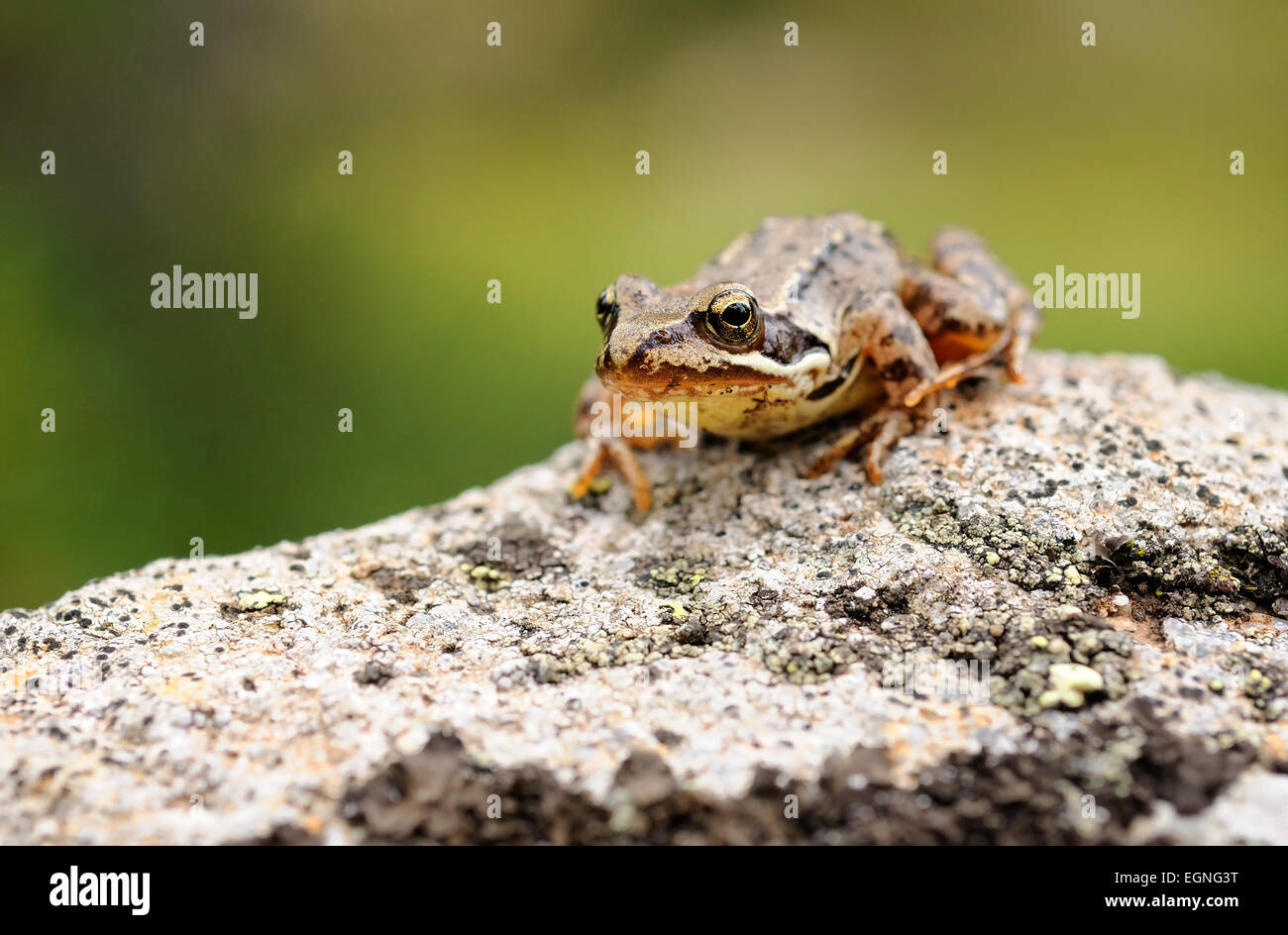 Portrait of common frog, Rana temporaria, sitting on rock. Pyrenees ...