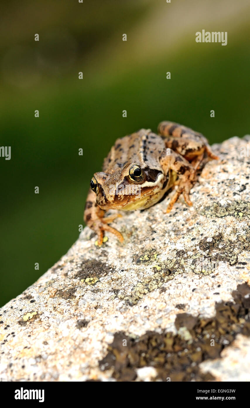 Portrait of common frog, Rana temporaria, sitting on rock. Pyrenees ...