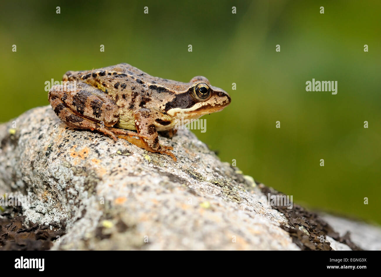 Portrait of common frog, Rana temporaria, sitting on rock. Pyrenees ...
