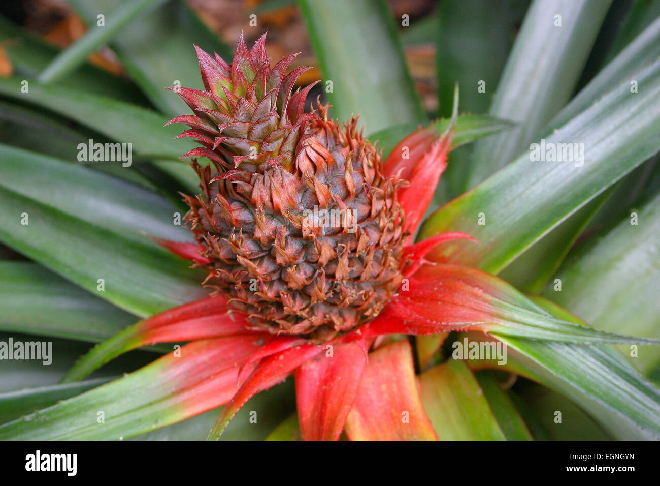 Pineapple top growing hi-res stock photography and images - Alamy
