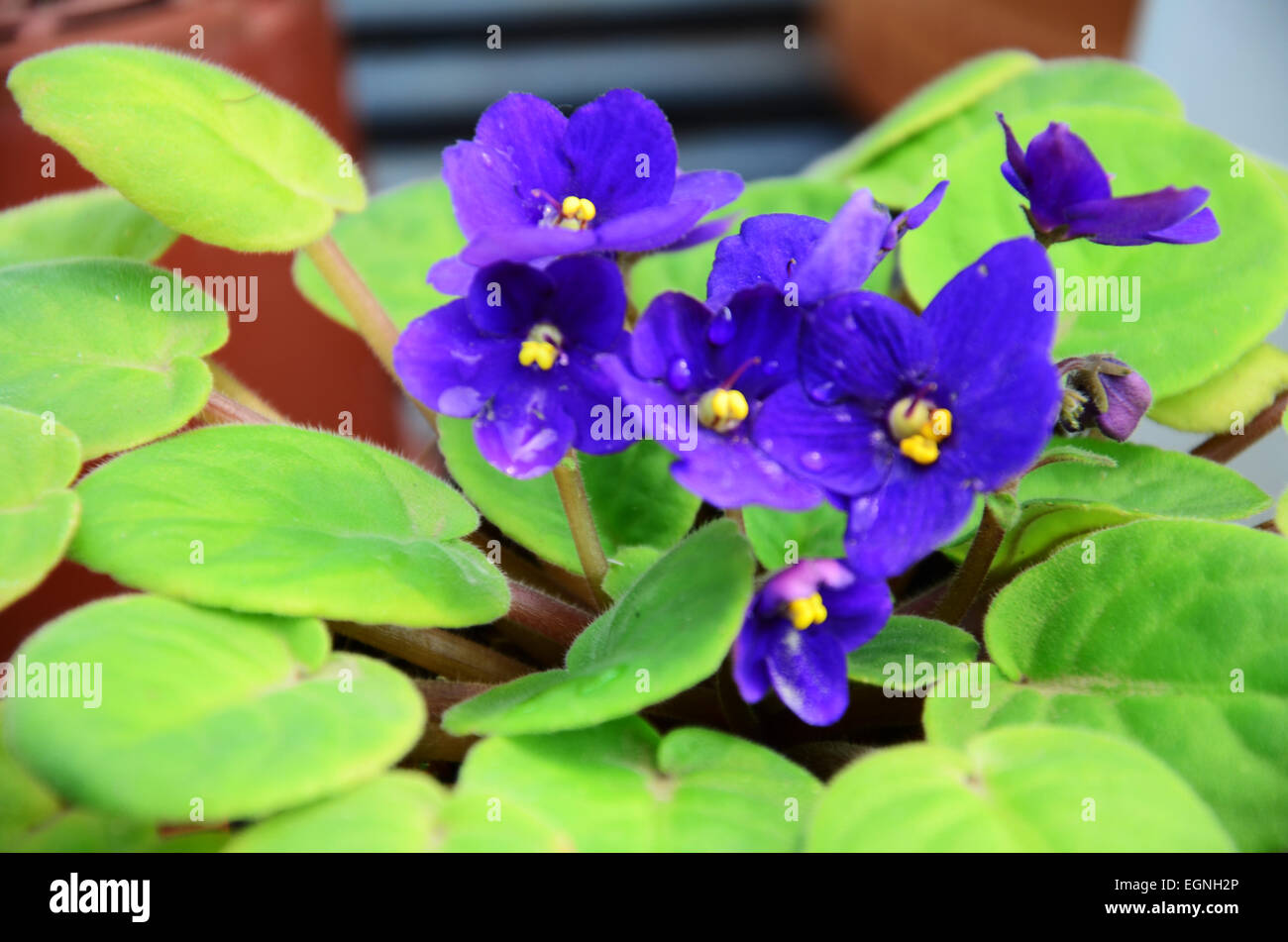 Violet Flowers in the garden Stock Photo - Alamy