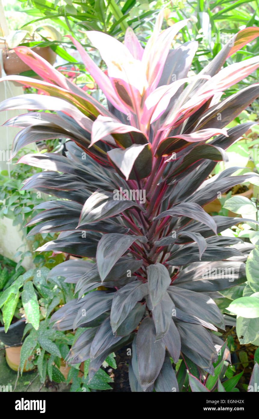 Foliage plant in the garden Stock Photo - Alamy