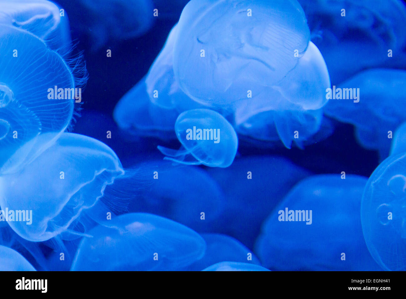Moon jellyfish in an aquarium illuminated by colored light Stock Photo ...