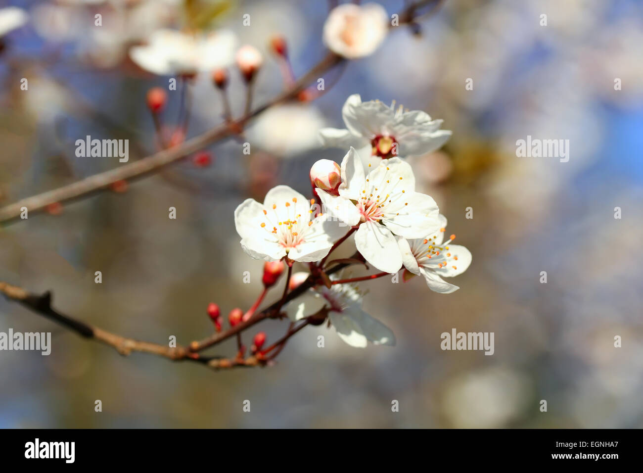 Spring tree branch hi-res stock photography and images - Alamy